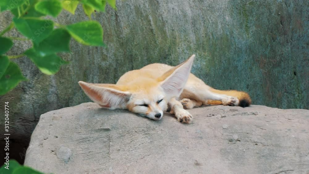 Adorable Fennec fox sleeping on big stone at the zoo. Beautiful furry ...
