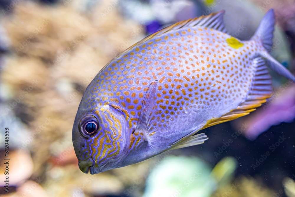 Coral reef with rabbitfish Siganus guttatus/Orange-spotted spinefoot ...