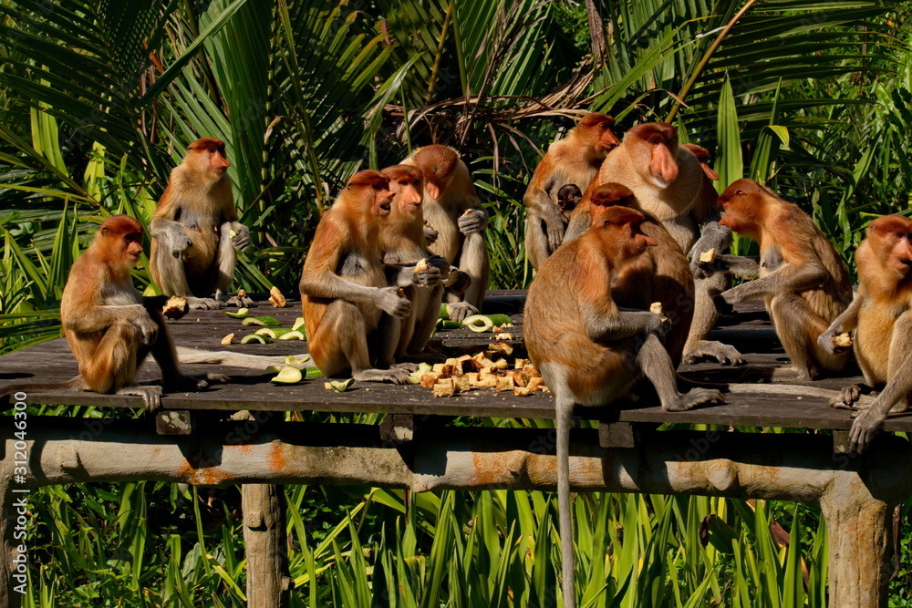 Malaysia. The long-nosed monkey or kahau — a species of primates from ...