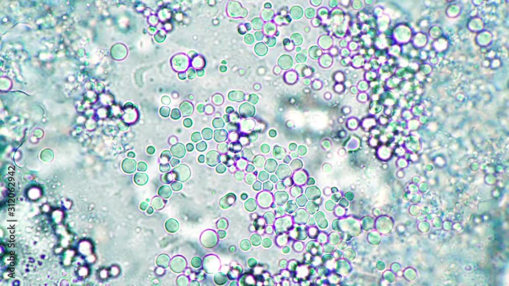 Vidéo Stock Lactobacilli of dairy product bright background of ...