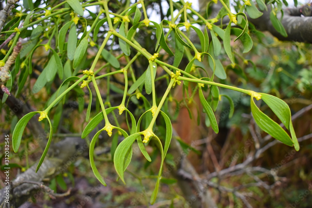 Mistletoe is English common name for hemiparasitic plants in order ...