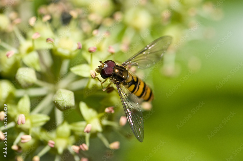 Diptera Wasp