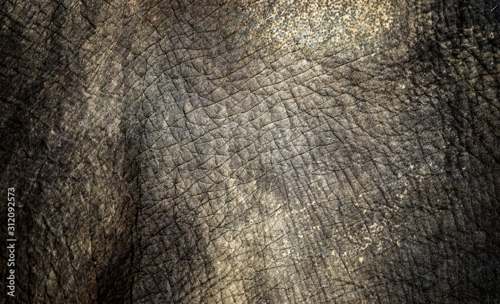 background which the structure of hide of elephant is represented on ...