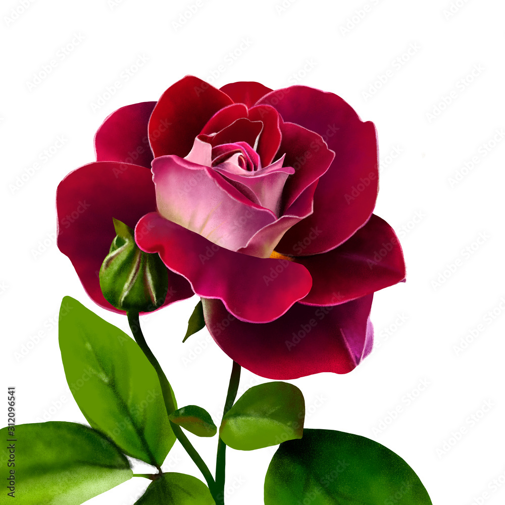 Beautiful bright red rose flower on white background. A beautiful rose ...