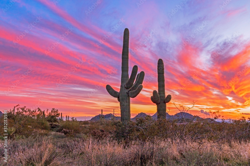 Colorful Arizona Sunset With Cactus Near Phoenix Stock Photo | Adobe Stock