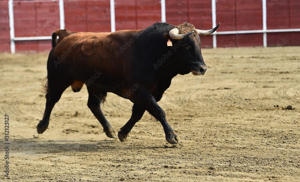 toro español con grandes cuernos en una plaza de toros Stock Photo ...