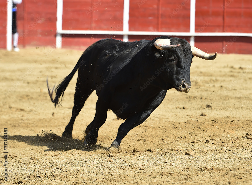 toro español con grandes cuernos en una plaza de toros Stock Photo ...