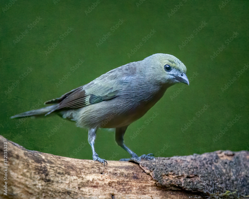 Palm Tanager - Thraupis palmarum - Stylized BG - 8347 Stock Photo ...