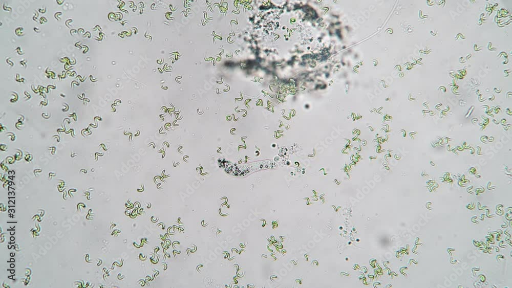 The amoeba moves slowly in a drop of water. Theme of laboratory ...