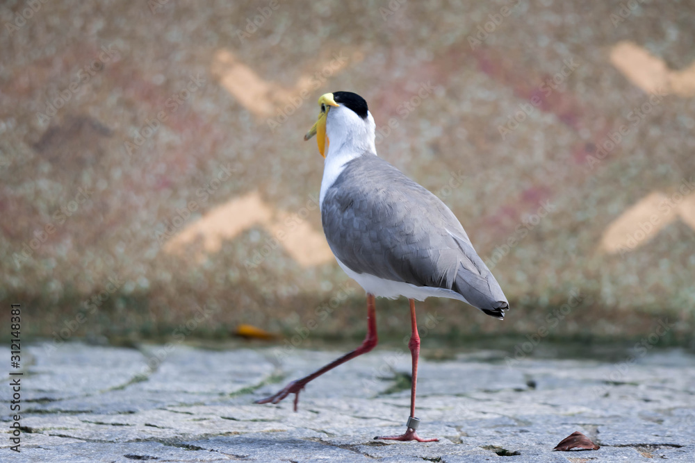 Masked lapwing (Vanellus miles), commonly referred to as a plover and ...