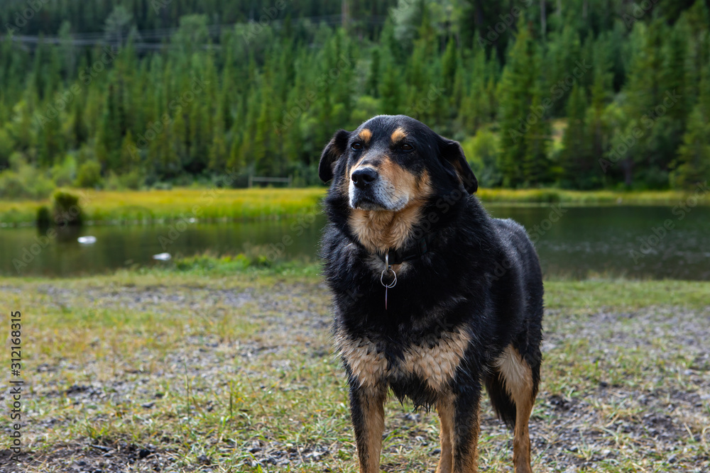 Bernese Mountain Dog Rottweiler Mix