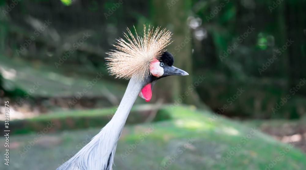 Grey crowned crane, also known as the African crowned crane, golden ...