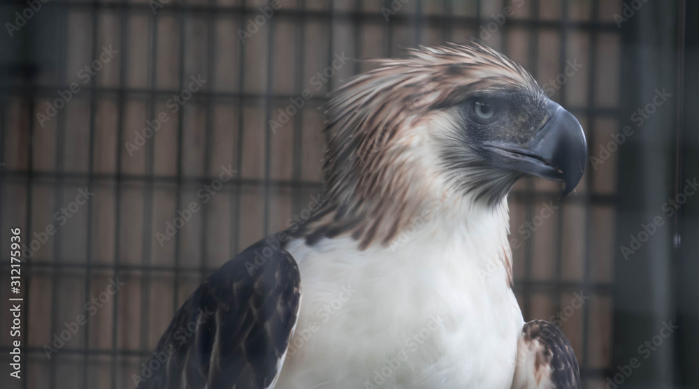 The Philippine eagle (Pithecophaga jefferyi) is one of the most ...