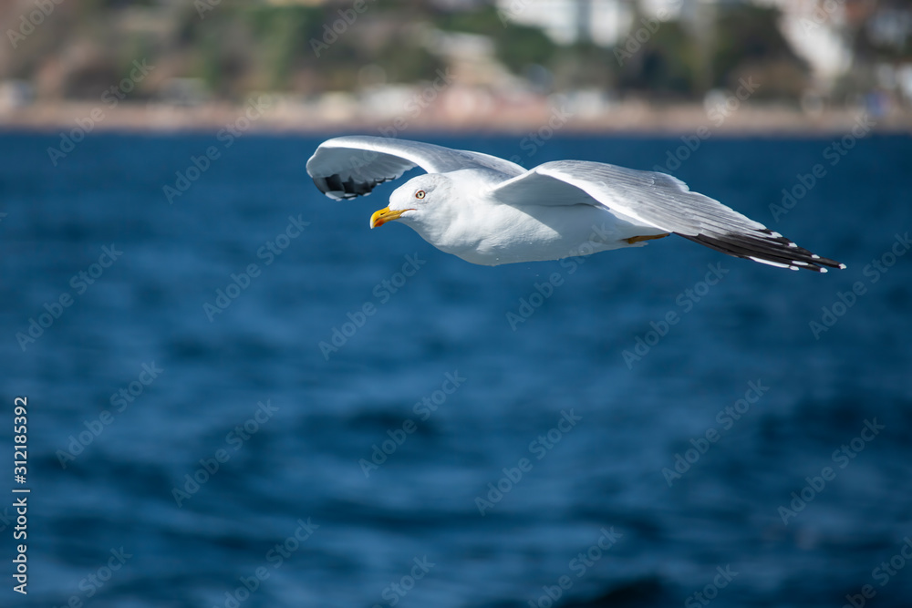 Seagull, albatross, seagull wings, seagulls flying above the sea ...