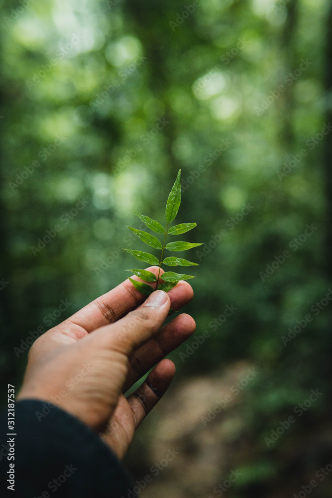hand holding leaf Stock Photo | Adobe Stock