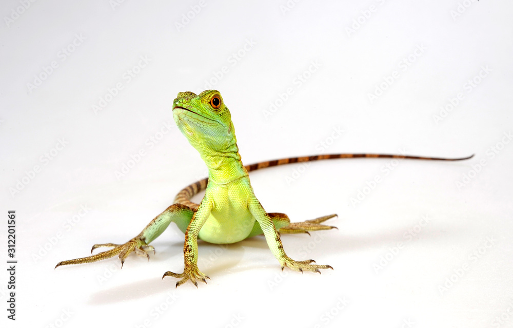 Jesus Christ lizard / Stirnlappenbasilisk (Basiliscus plumifrons) Stock ...