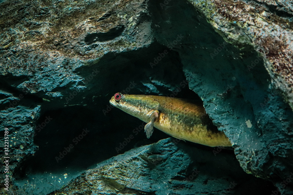 Snakehead fish in aquarium Stock Photo | Adobe Stock
