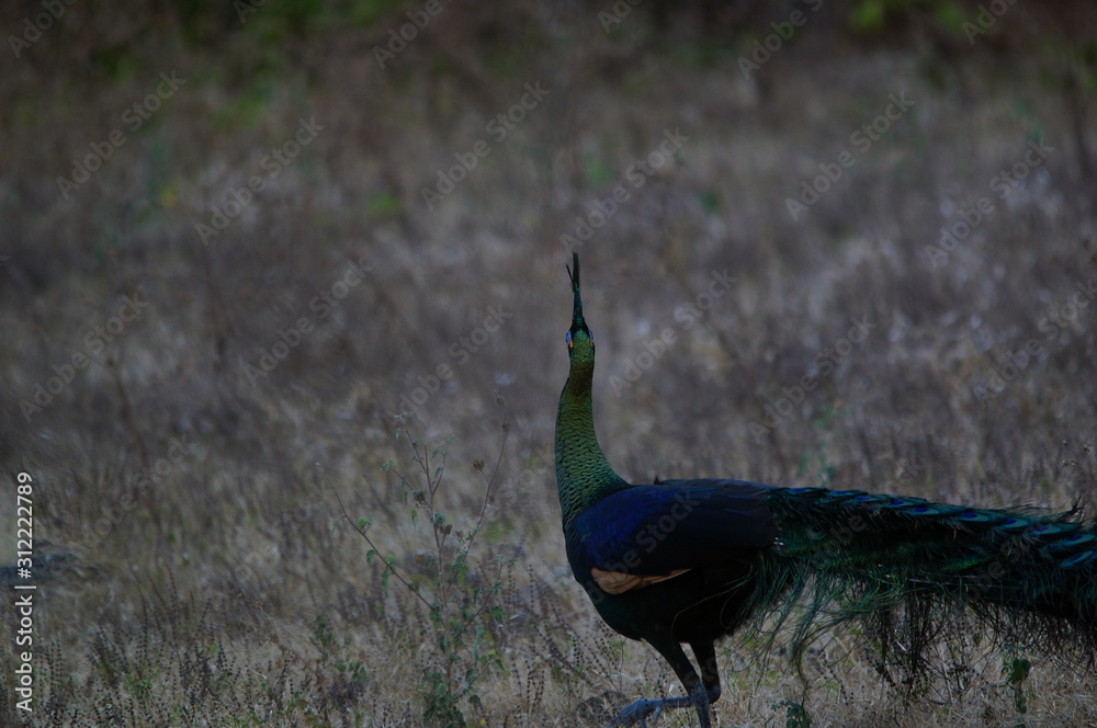 The green peafowl (Pavo muticus) is a peacock species found in the ...