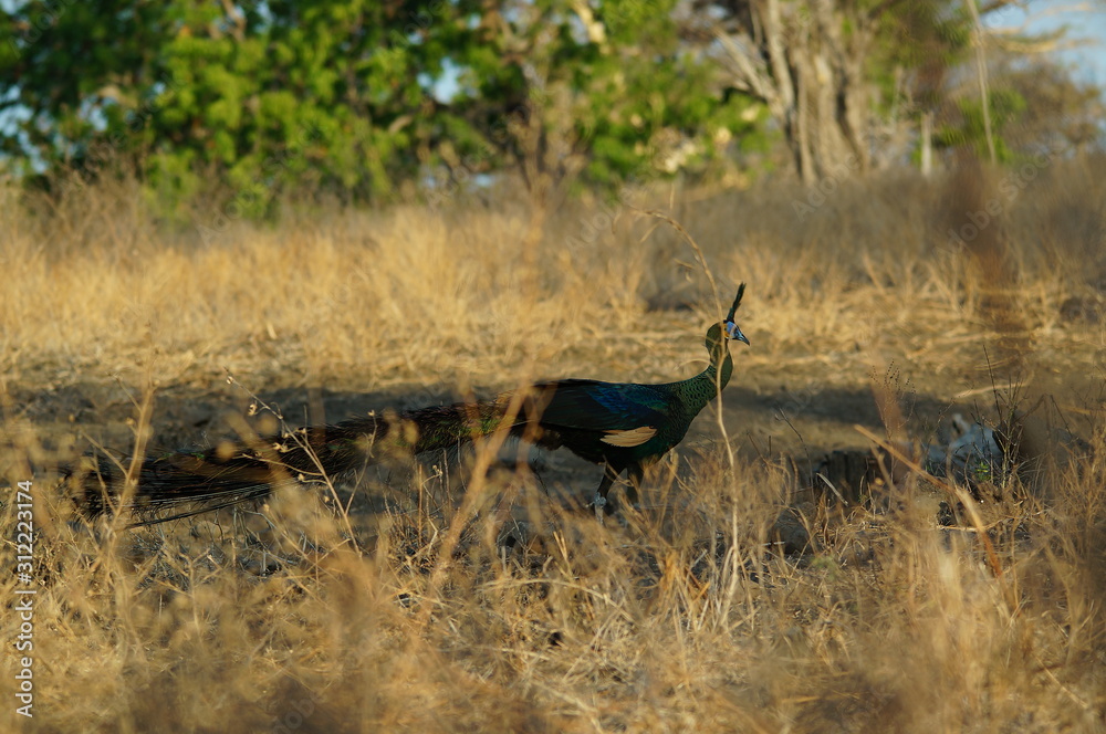 The green peafowl (Pavo muticus) is a peacock species found in the ...