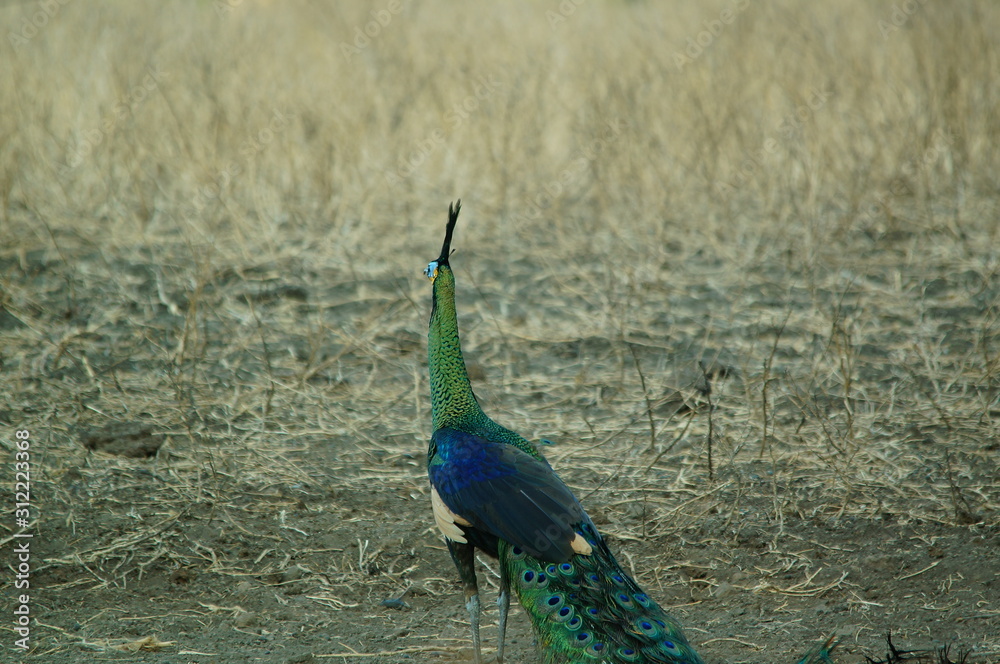 The green peafowl (Pavo muticus) is a peacock species found in the ...