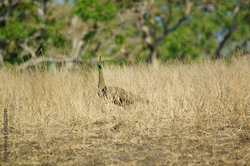 The green peafowl (Pavo muticus) is a peacock species found in the ...