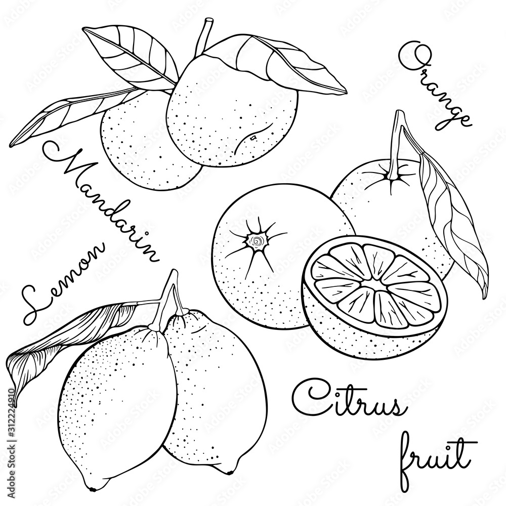Oranges Coloring Pages