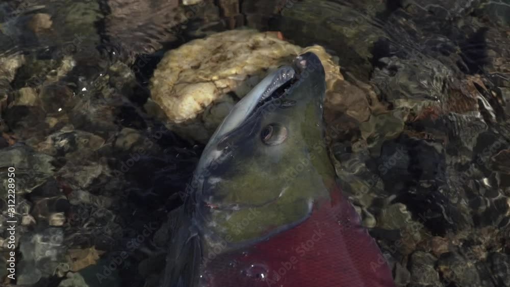 Wild red salmon fish Sockeye Salmon Oncorhynchus nerka swimming in ...