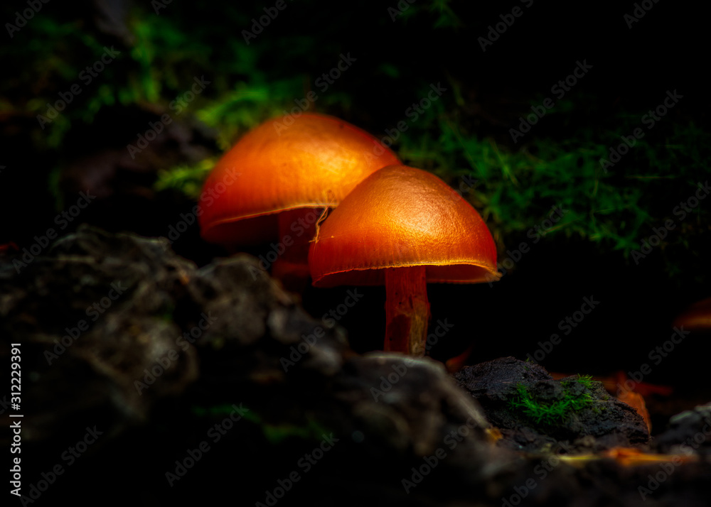 Glowing mushroom in the enchanted forest - two mushrooms glowing in the ...