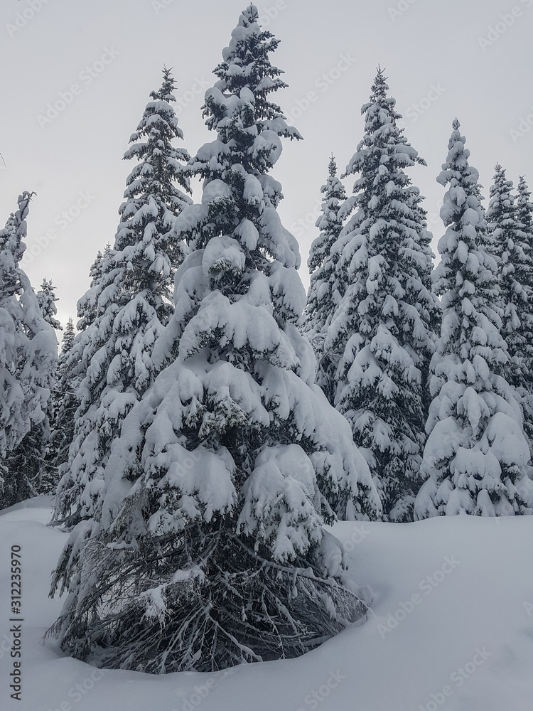 Solitary spruce tree with snow seen from a low perspective. Snowfall ...