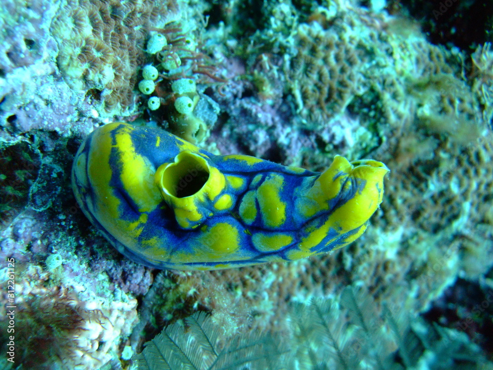 Tunicate (Polycarpa aurata), Raja Ampat, West Papua Stock Photo | Adobe ...