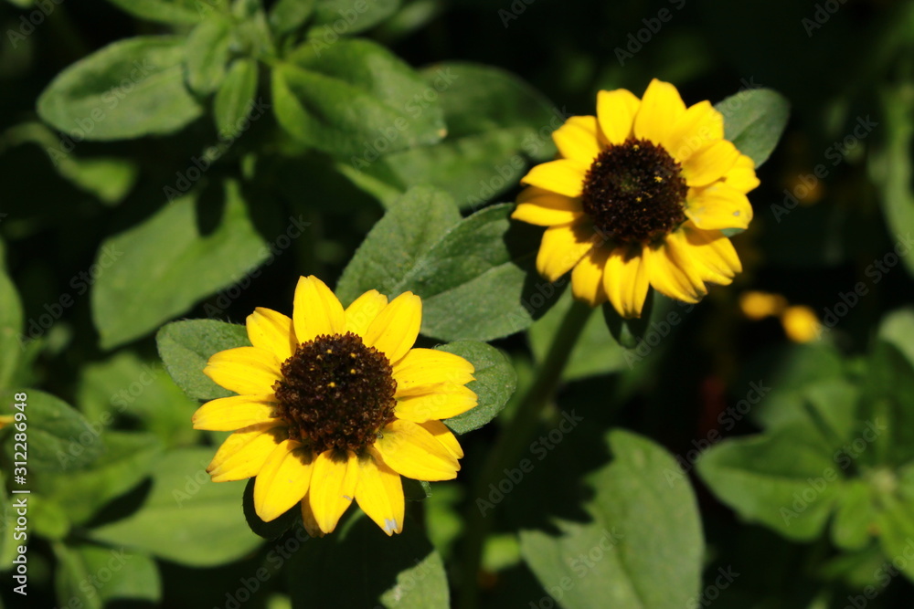 "Mexican Creeping Zinnia" flower (or Husarenknopf, Miniature Sunflower ...