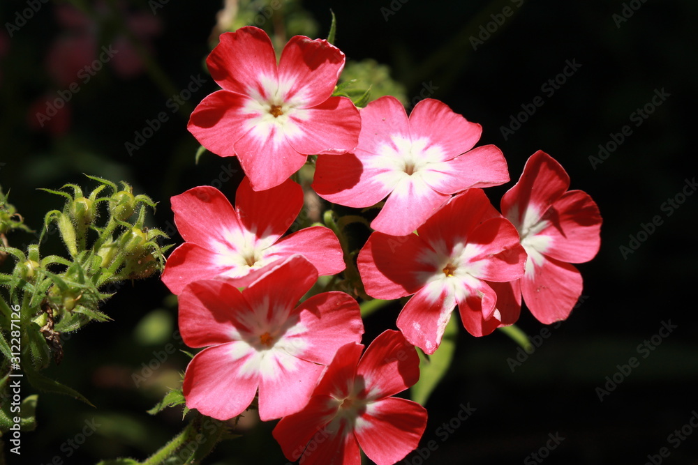 Pink and white "Drummond's Phlox" flowers (or Annual Phlox, Summer ...