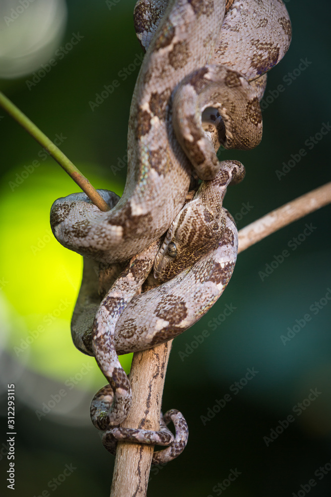 Amazon tree boa, Corallus hortulanus, curled around a small tree. Stock ...