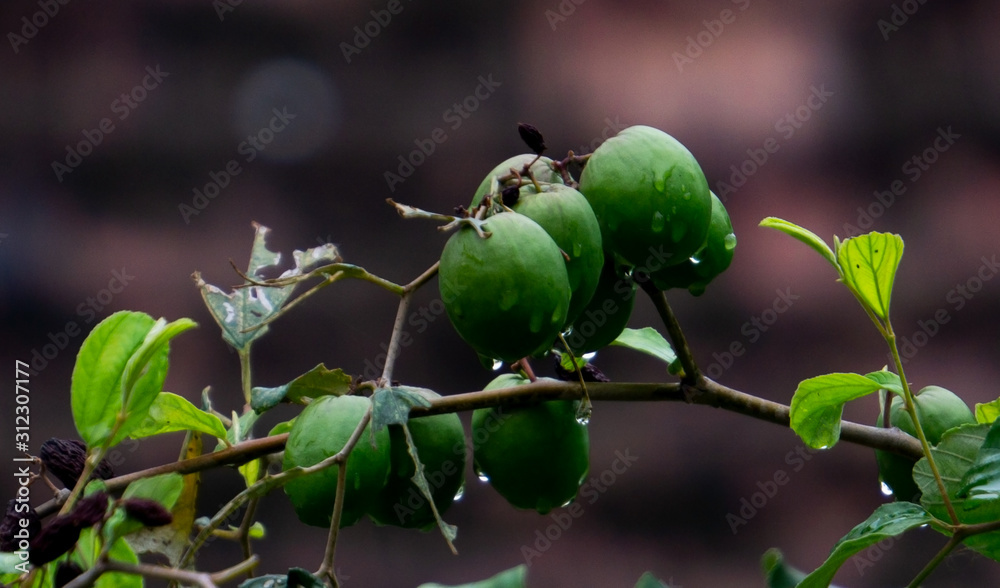 Indian Jujube fruits in tree, drenched by morning rain. Stock Photo ...