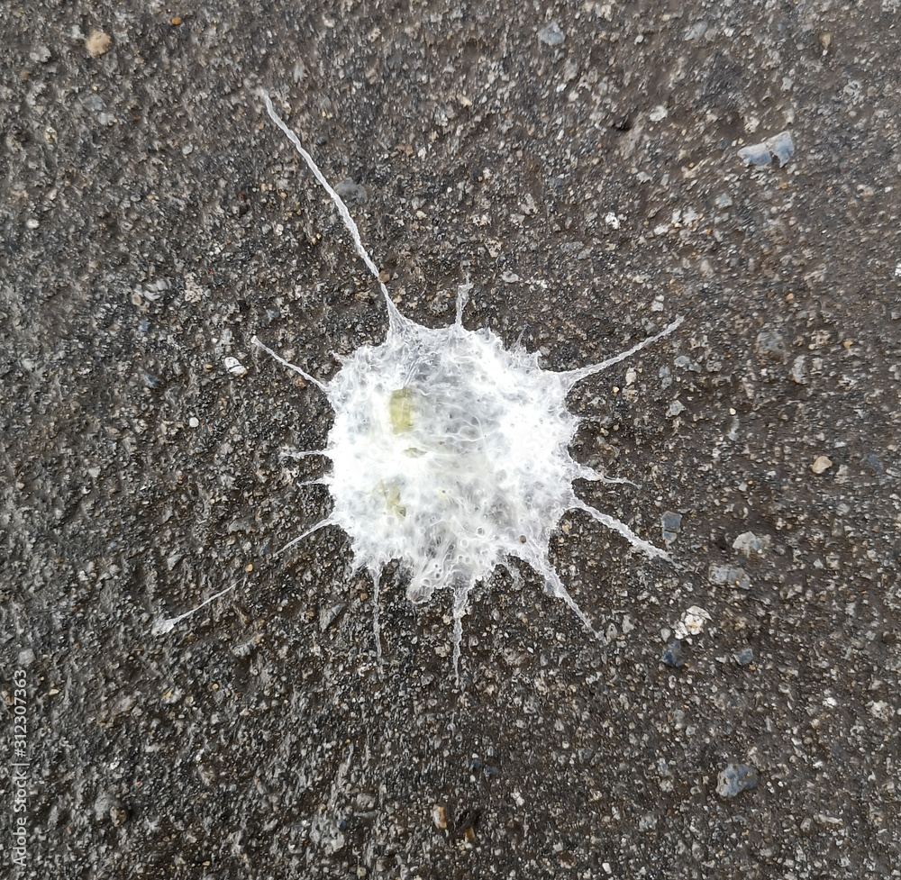 Bird droppings on the pavement as a background Stock Photo | Adobe Stock