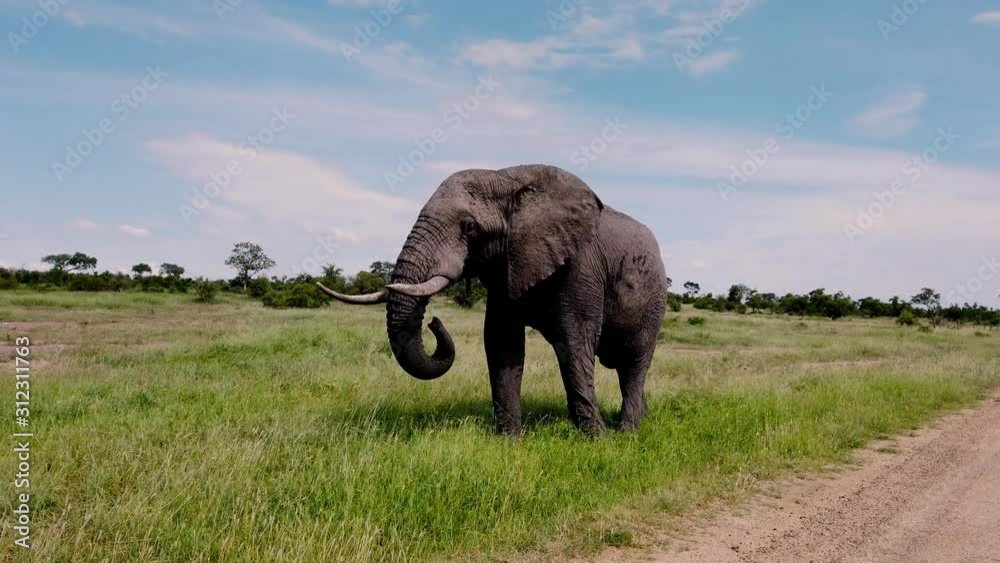 Large mature elephant with long tusks grazing beside a road ignores ...
