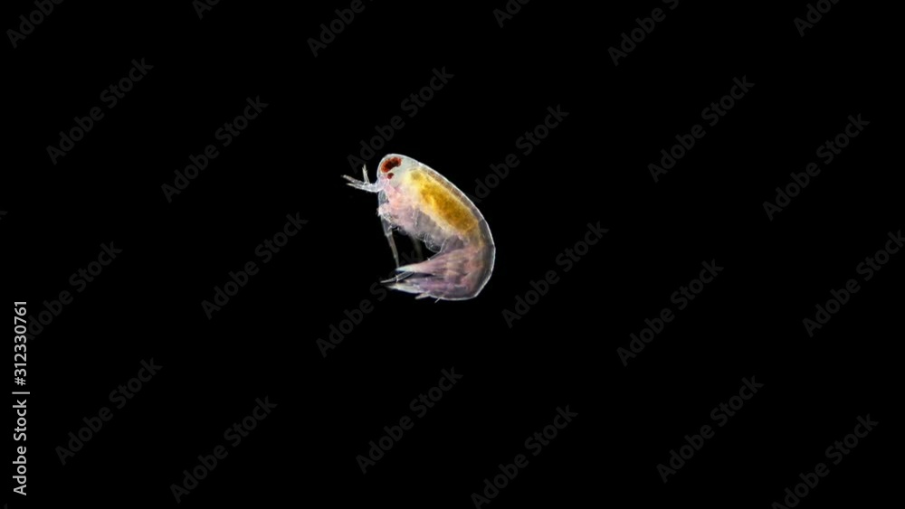 Vidéo Stock Crustacea Amphipoda under a microscope, Synopiidae family ...