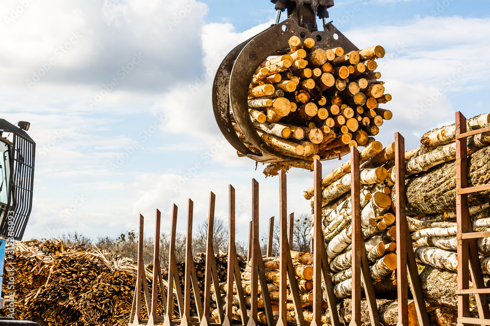 Logging, sawmill. Bunching grapples of log loader lifting pile of logs ...
