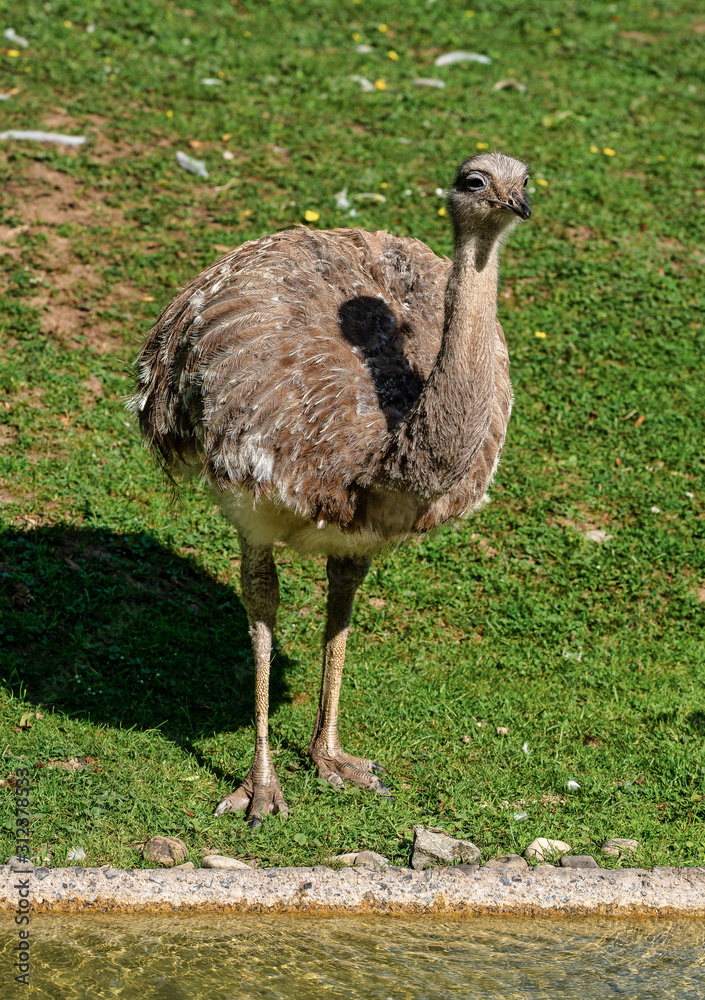 Lesser Rhea