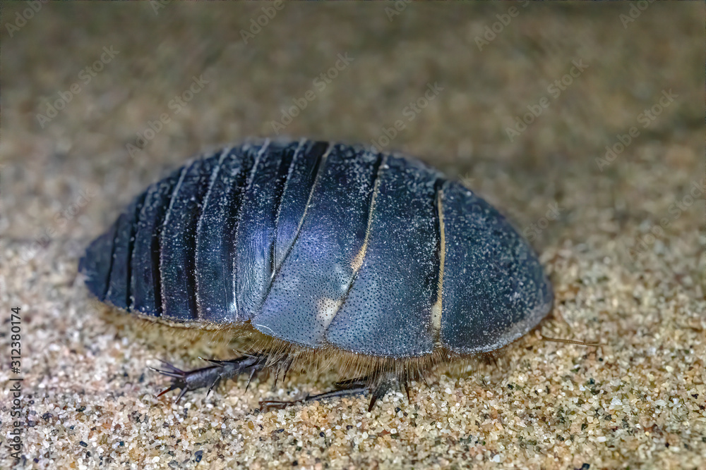 Sand cockroach (Polyphaga pellucida (Redtenbacher, 1899)) female at night in the Kyzylkum Desert ...