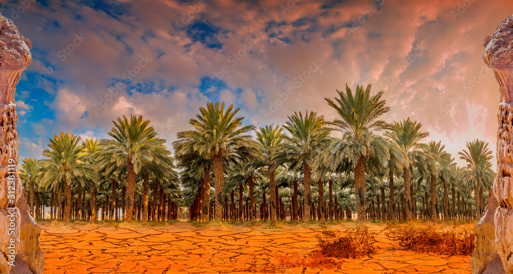 Industrial plantation of date palms. Image depicts desert agriculture ...