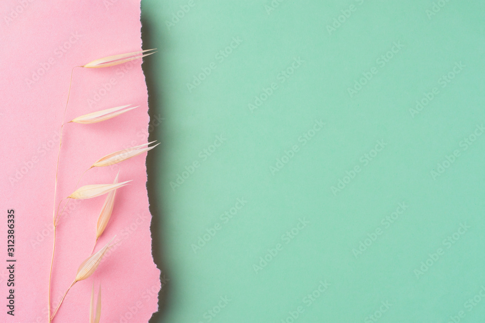 Twig of dry oats on duotone pink chartreuse green paper background with ...