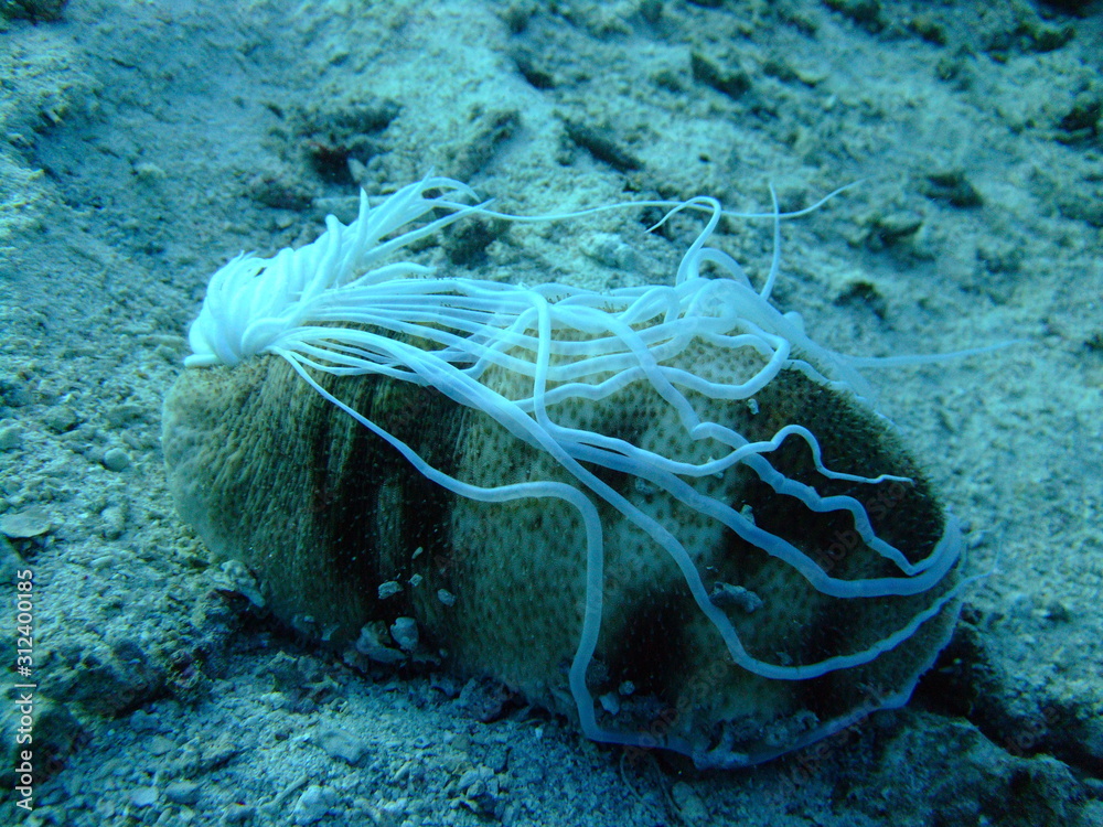 Sea cucumber expelling its digestive tract in defence, Borneo Stock ...