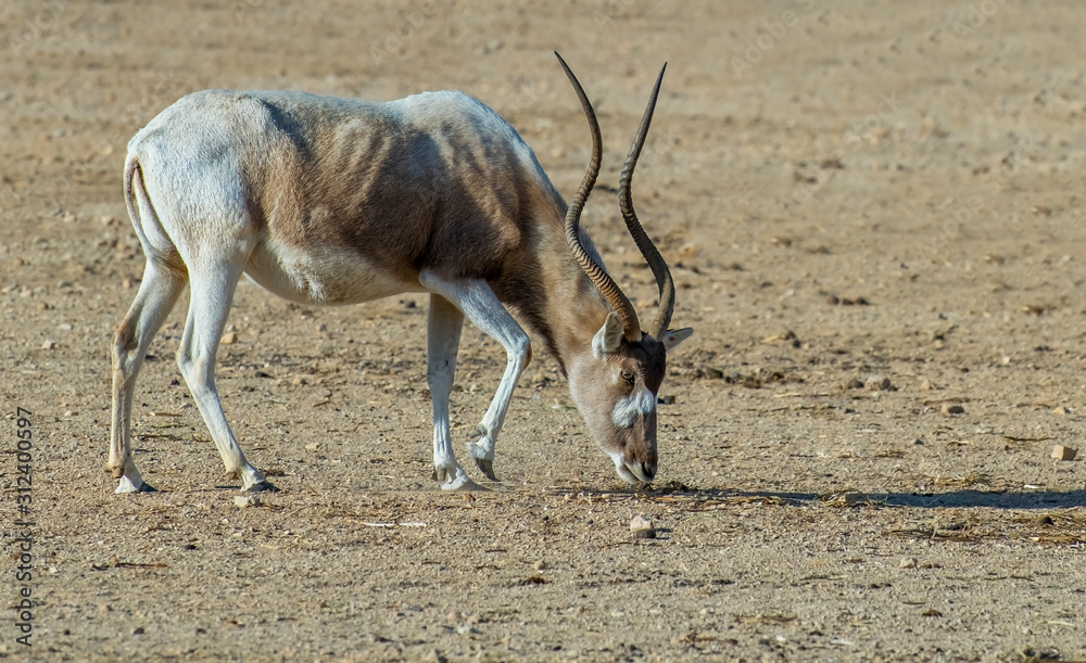 Curved horned antelope Addax (Addax nasomaculatus) was introduced from ...