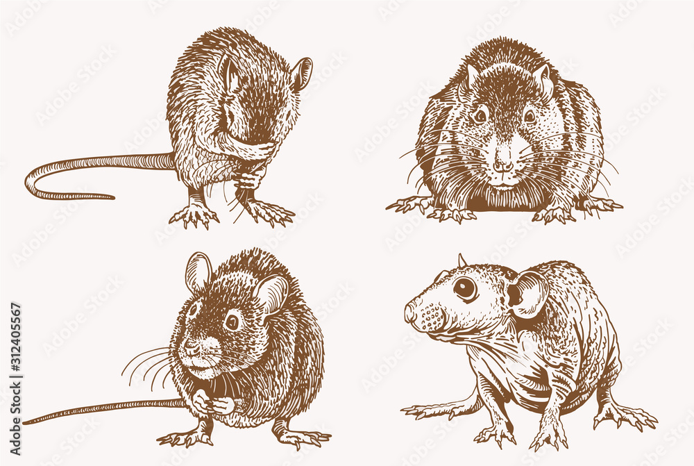 Vintage set of rats , graphical vector illustration Stock Vector ...