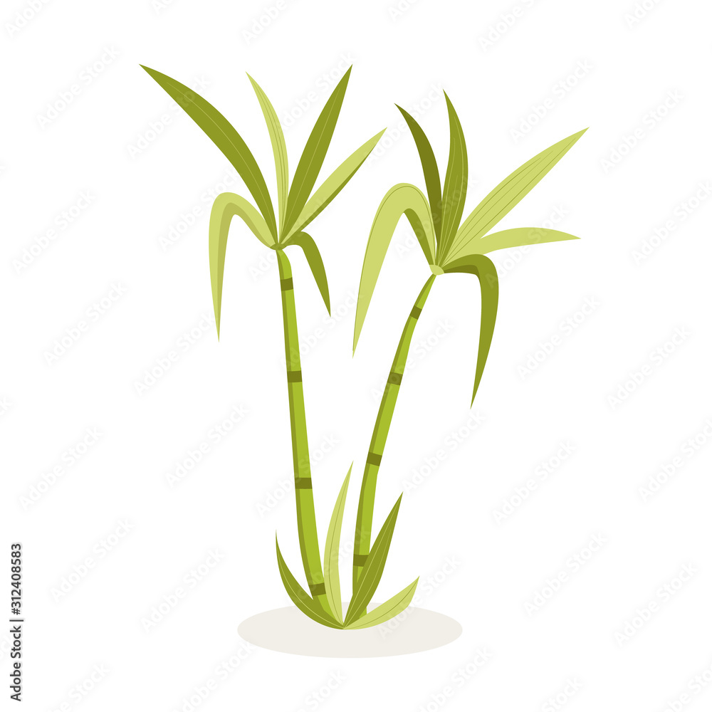 Isolated sugar cane tree vector illustration. Sugar cane industry and ...