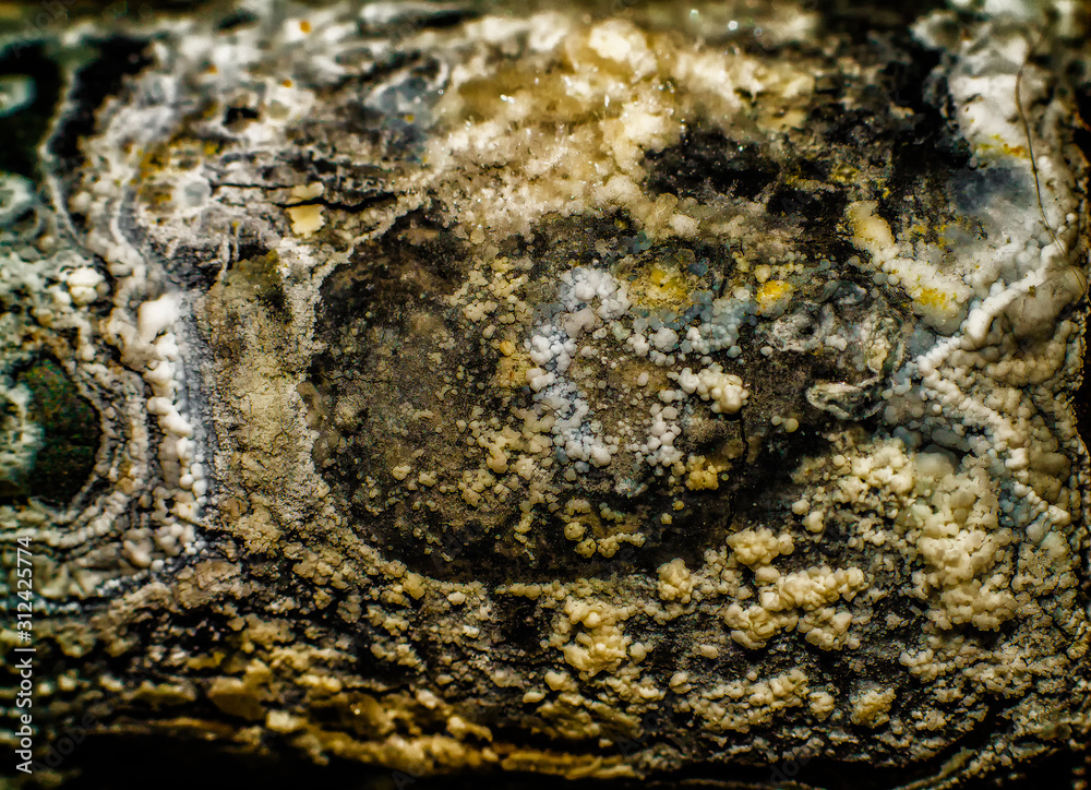 The structure of the mold under the microscope. Stock Photo | Adobe Stock
