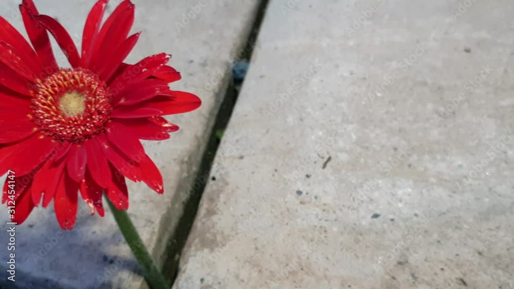 Deep red Gerbera daisy slow motion pan growing in between pavement rock ...