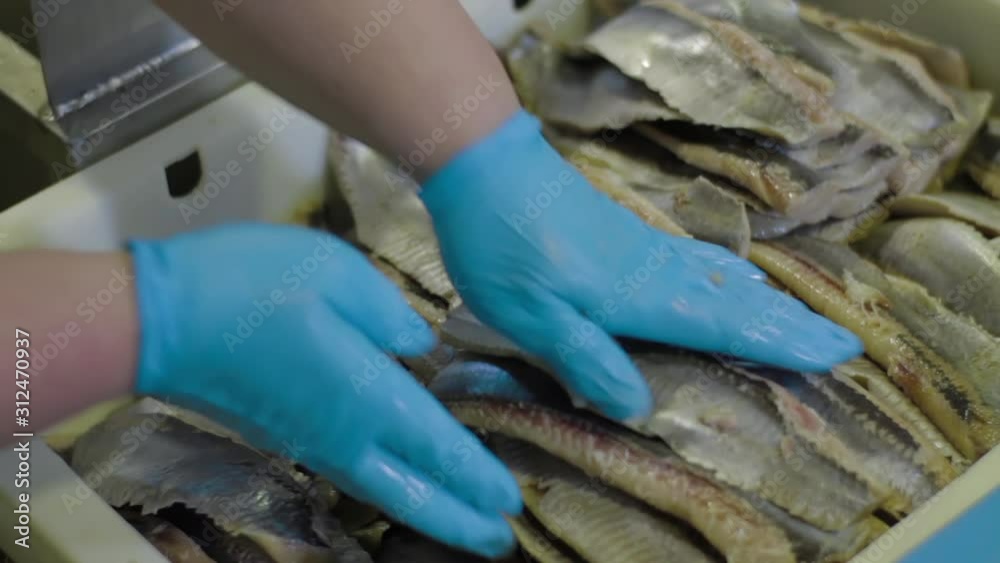 Workersorting fresh sea fish in a family factory. Dorsal cut and ...