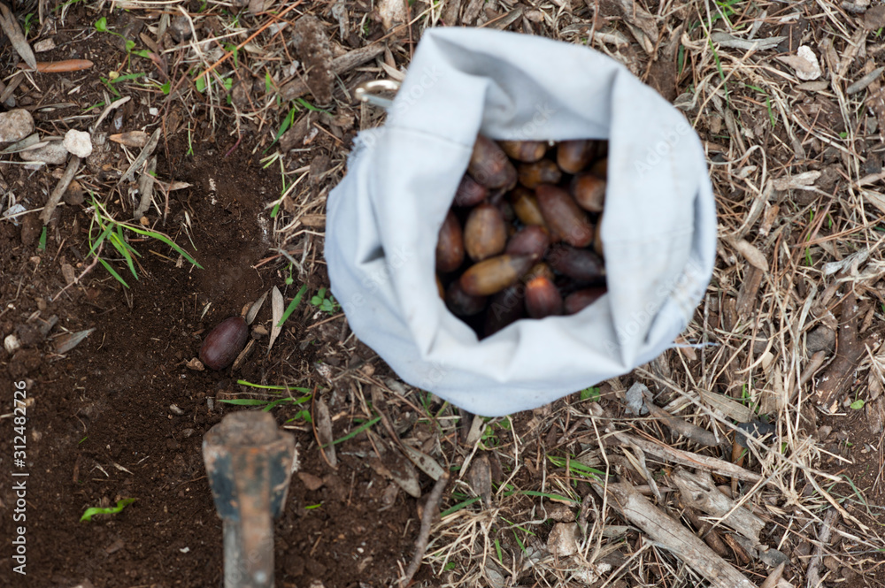 acorn in hole in ground and cultivation tool, bag with acorns and ...
